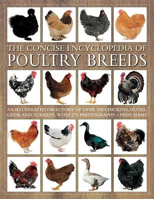 Best Chicken Breeds: 12 Types Of Hens That Lay Lots Of, 45% OFF